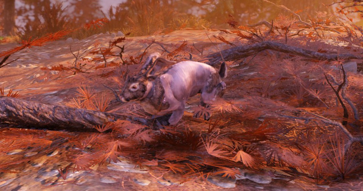 Fallout 76 Rabbit Location | How to complete the Hoppy Hunter daily ...