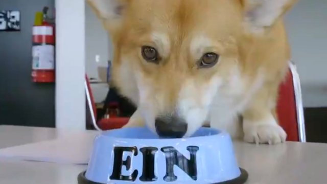 Cowboy Bebop Netflix production begins, first look at Ein - GameRevolution