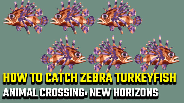 Zebra Turkeyfish