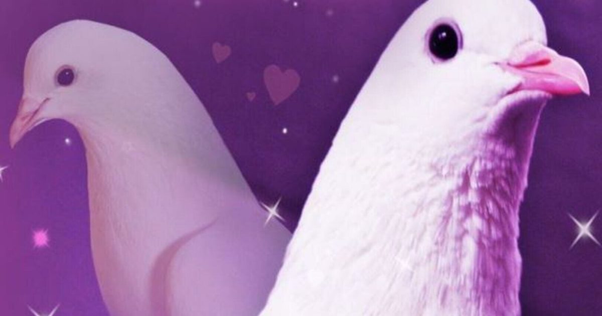 Hatoful Boyfriend News, Guides, Walkthrough, Screenshots, and Reviews ...