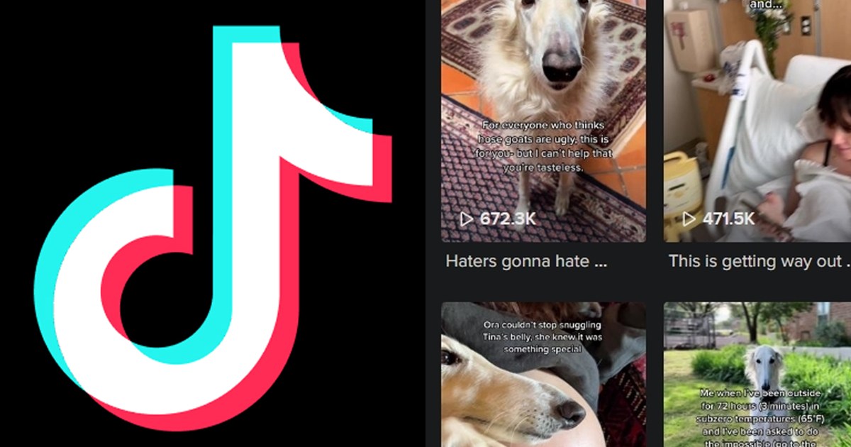 Borzoi Tiktok Meme Song Explained: What is the Long Dog Face Trend ...