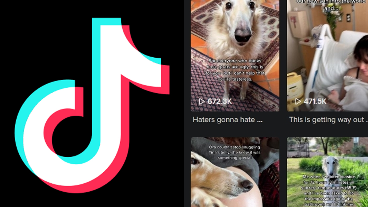 Borzoi Tiktok Meme Song Explained: What is the Long Dog Face Trend ...