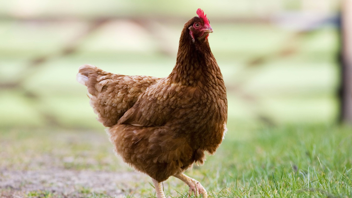 TikTok Chicken Joke Because: What is the Why Are Chickens so Funny Meme ...