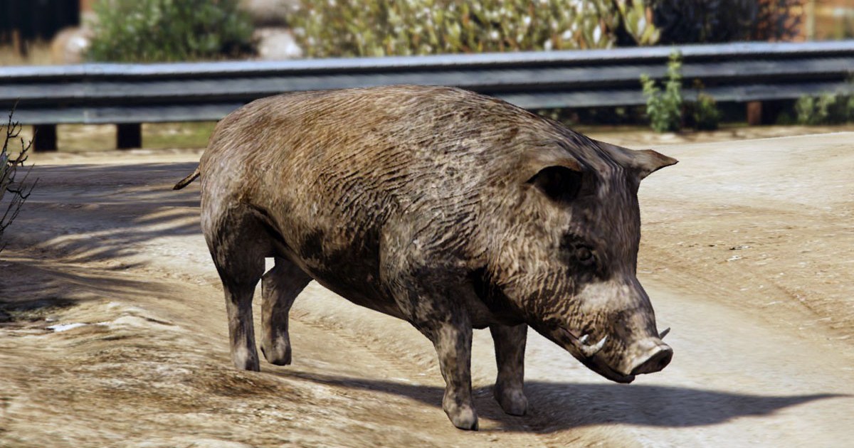 GTA Online Boar Location: Where to Hunt Boars - GameRevolution